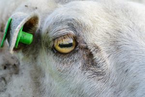 Science Explains: Why Cats Have Vertical Pupils - The Catington Post