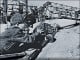 5 Cats Who Served in the Military - The Catington Post