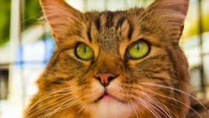 6 Cats Who Ran for Office...Some of Them Even Got Elected!