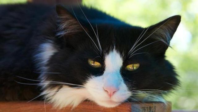 6 Cats Who Ran for Office...Some of Them Even Got Elected!