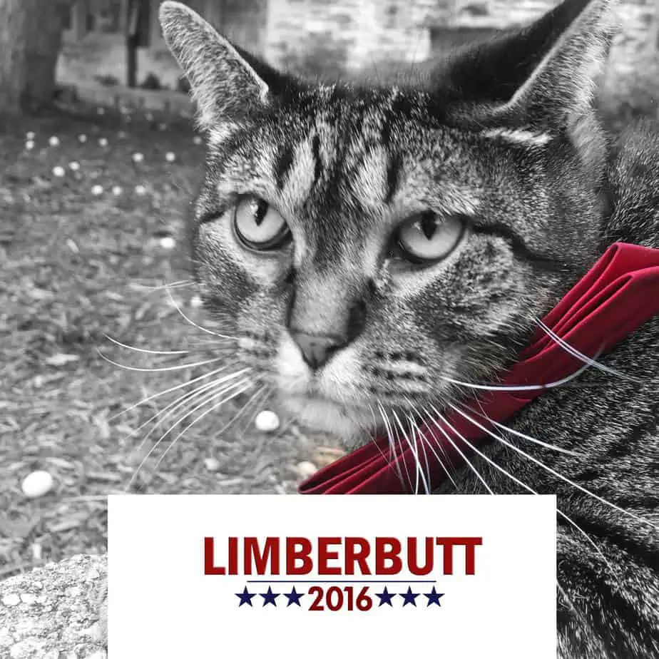 6 Cats Who Ran for Office...Some of Them Even Got Elected!