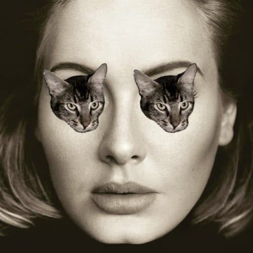 Adele's "Hello" Remade Into a Song About Cat Rescue! - The Catington Post