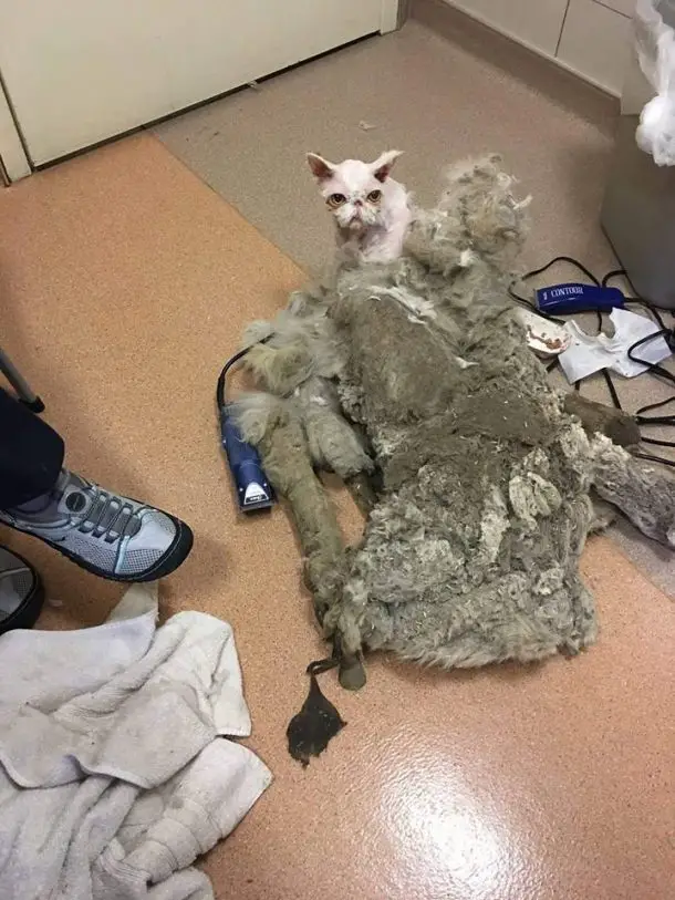 Chicago Basement Cat Loses 5 Pounds of Matted Fur and Finds a Forever ...