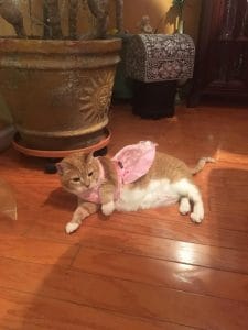 Family Throws Quinceañera For Cat's 15th Birthday - The Catington Post