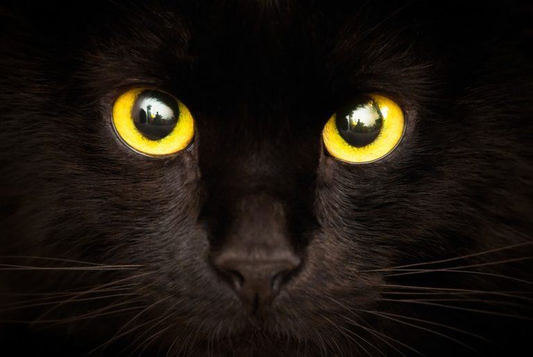 5 Reasons We Love Black Cats