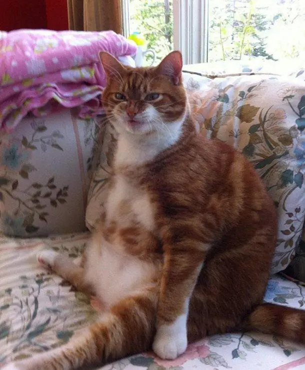 21 Cats Who Sit Like They're Humans - The Catington Post