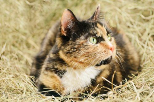How to Build an Inexpensive Winter Shelter for Stray and Feral Cats