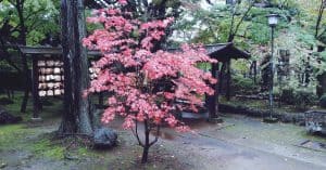 What's the Story Behind the Japanese Lucky Cat? - The Catington Post