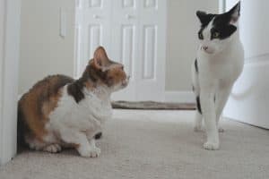 The Cat Pee Survival Guide - The Catington Post