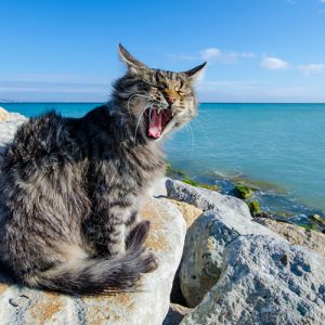 6 Things From The Sea Your Cat Will Love - The Catington Post