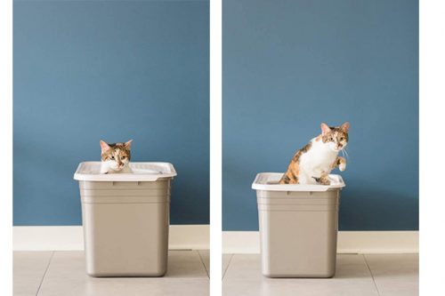 16 Problem-Solving Products From Amazon that Cat Parents Can't Live Without