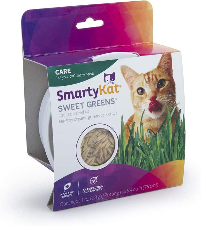 10 Under $10 Stocking Stuffers for Your Cat - The Catington Post