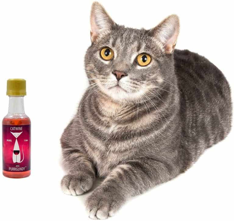 10 Under $10 Stocking Stuffers for Your Cat - The Catington Post