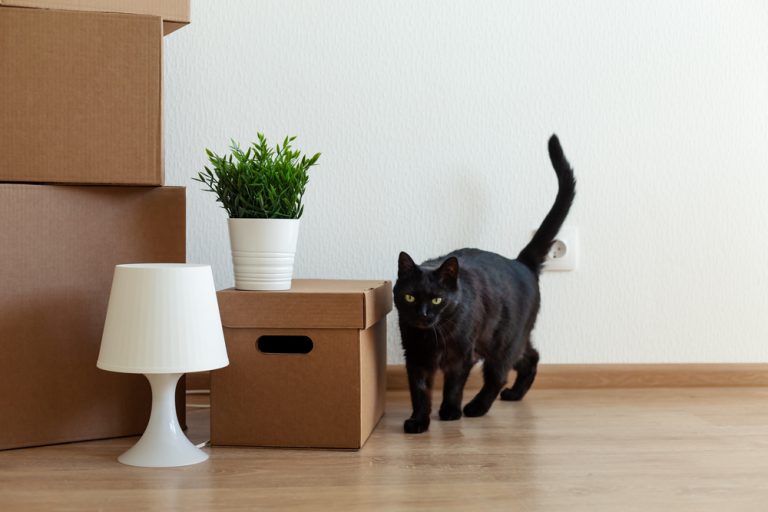 Moving with a Cat? What To Do Before, During, and After Your Move