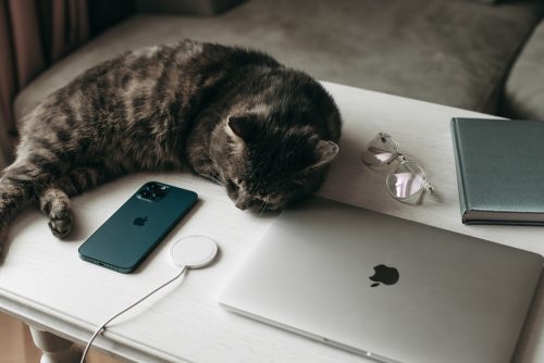 5 Secrets to Staying Productive While Working from Home with Pets