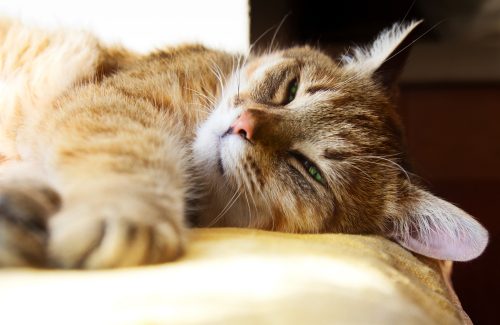 3 Sunroom Ideas Your Cat Is Sure to Love - The Catington Post