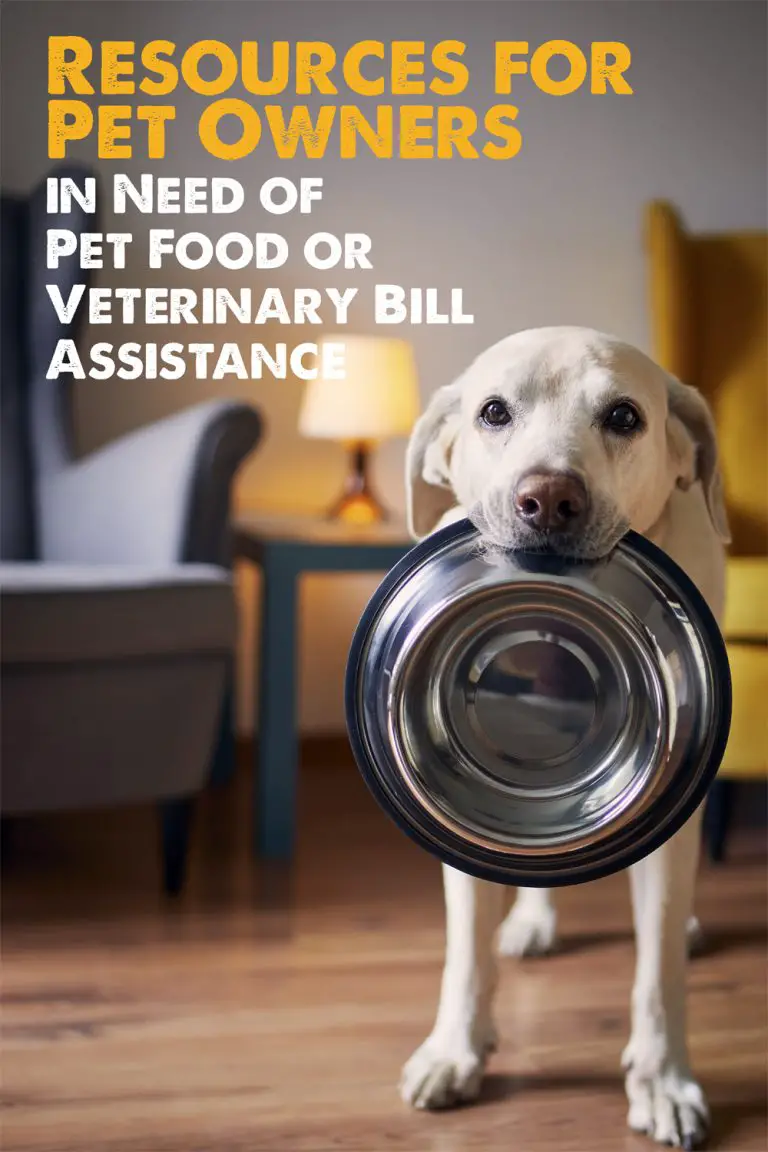 Pet Owners in Need: Organizations Offer Help With Vet Bills and Pet ...