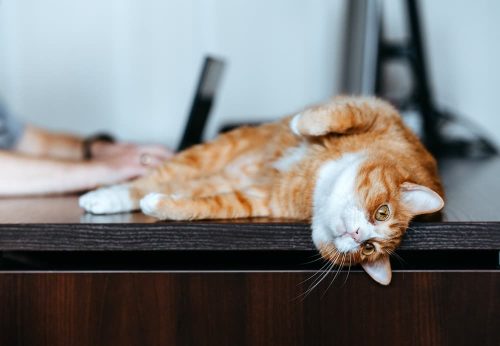 The Joys and Struggles of Working From Home With Cats - The Catington Post