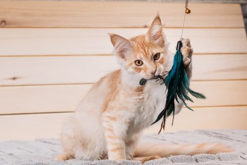 Choosing The Right Toys For Your Cat’s Age and Activity Level - The ...