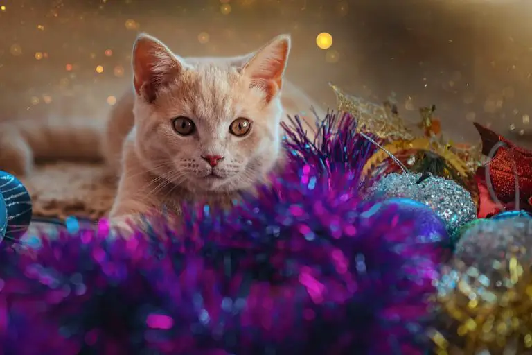 "Airplane Ears" and Other Ear Positions That Reveal Your Cat's Mood ...