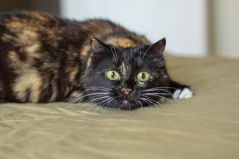 Why Do Cats Stare? 5 Reasons Behind Your Cat's Intense Gaze