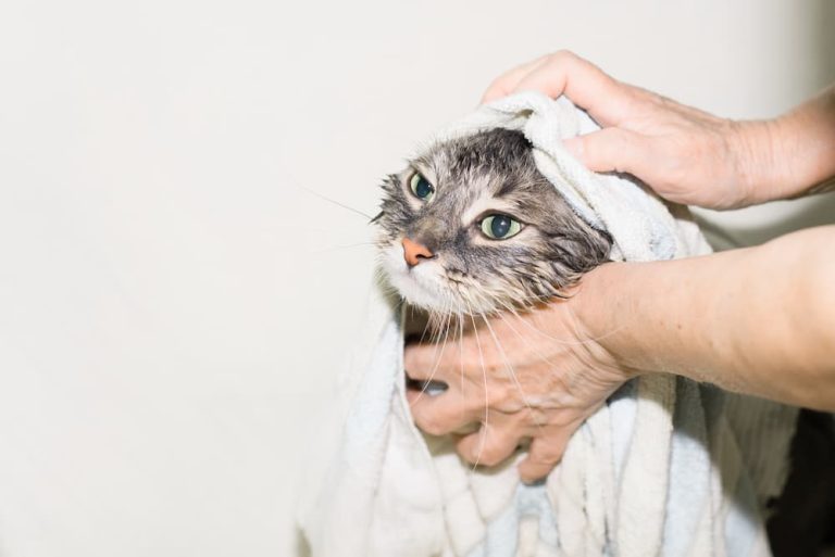 Grooming Tips and Tricks for Cats Who Hate Baths
