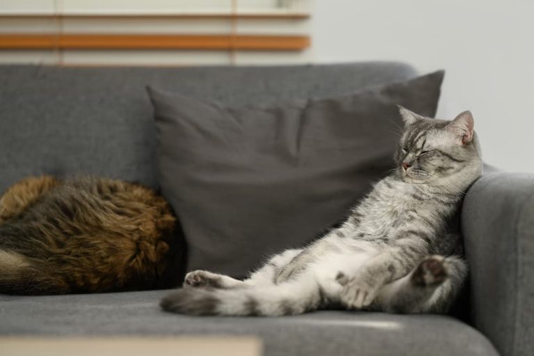 The Art of Cat Nap: Mastering the Feline Sleep Game