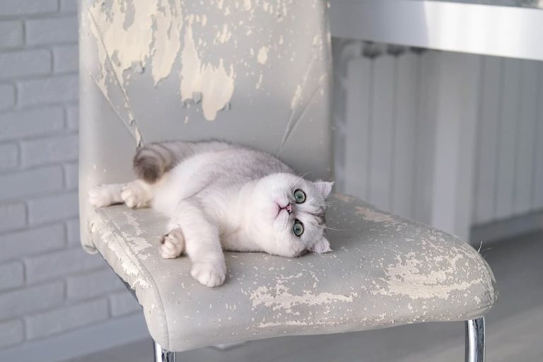 Claw Control: A Guide to Redirecting Cat Scratching Behavior