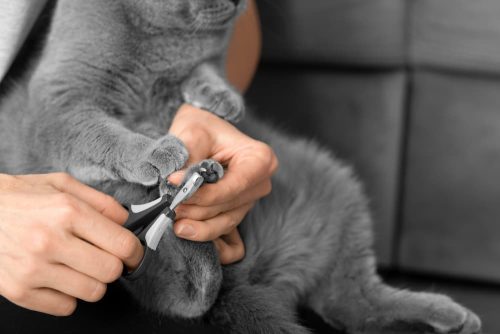 Training Your Cat to Accept Nail Trimming - The Catington Post