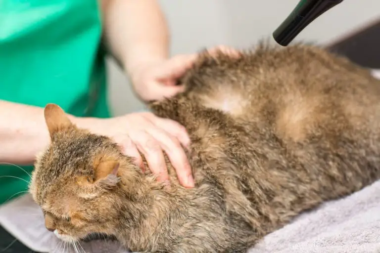 How to Know if Your Cat Has Fleas - The Catington Post