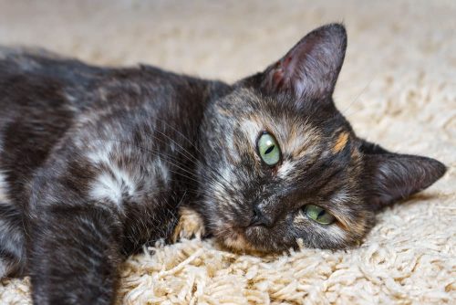 Decoding Cat Vomit: What Every Cat Parent Should Know - The Catington Post