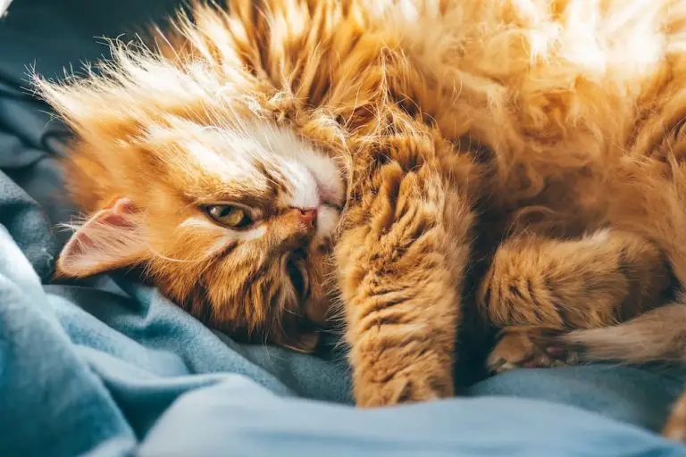 Decoding Cat Vomit: What Every Cat Parent Should Know - The Catington Post