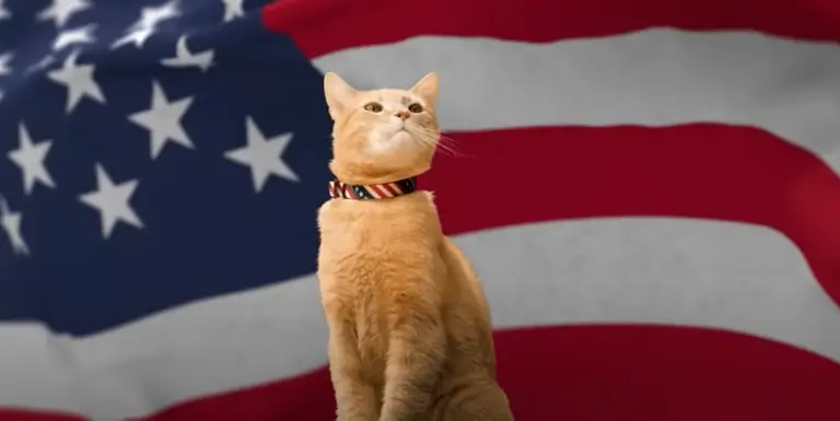 Morris the Cat for President 2024. Could Your Pet Be His VP? - The ...