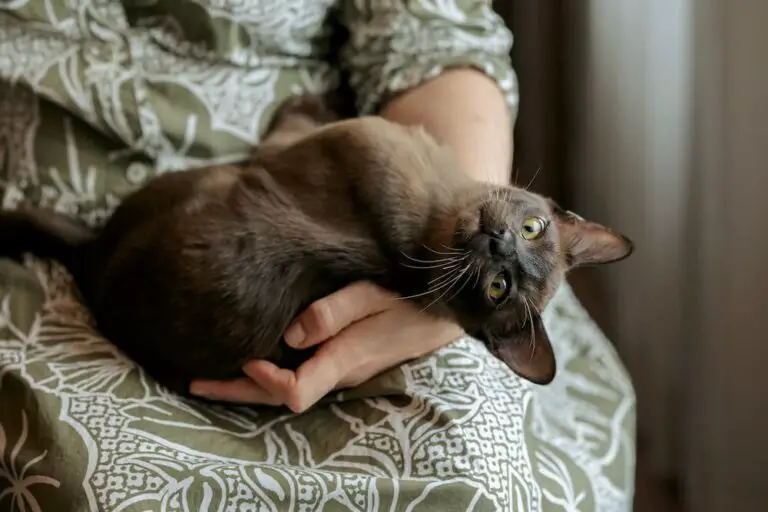 Cat Astrology: What Your Cat's Zodiac Sign Reveals About Them - The ...