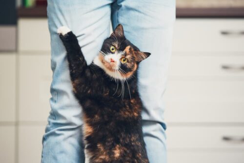 Cat Astrology: What Your Cat's Zodiac Sign Reveals About Them - The ...