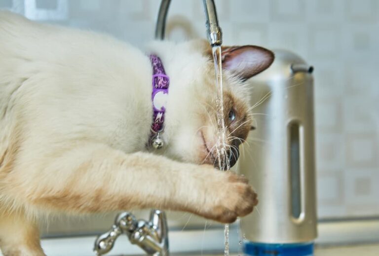 Cat Astrology: What Your Cat's Zodiac Sign Reveals About Them - The ...