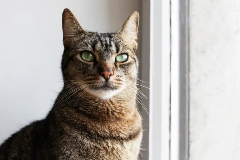 Cat Astrology: What Your Cat's Zodiac Sign Reveals About Them - The ...