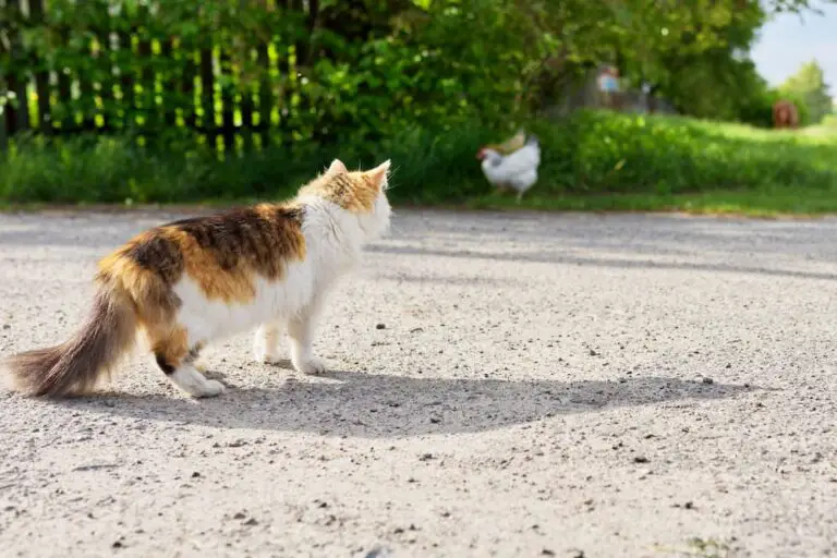 Bird Flu in Cats: What Every Cat Parent Needs to Know - The Catington Post