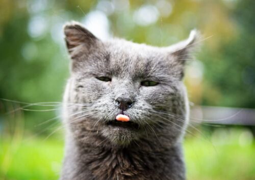 Why Is My Cat Drooling? When it's Normal & When to Worry - The ...