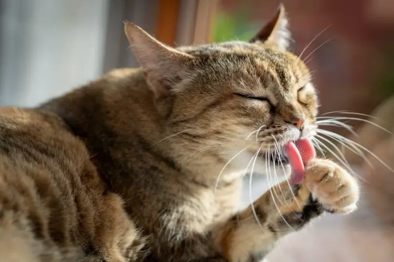 Why Is My Cat Drooling? When it's Normal & When to Worry - The ...