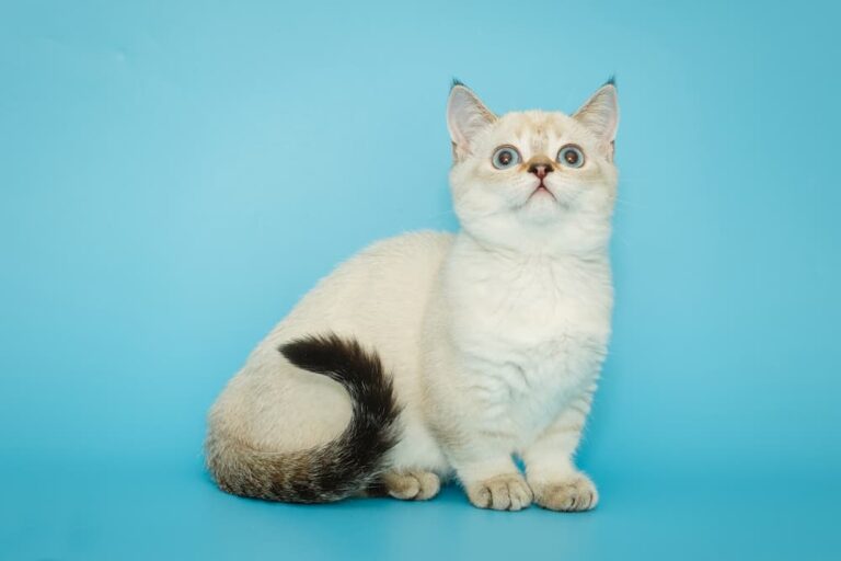 Prepare to Be Smitten! Unveiling the World's Tiniest Cat Breeds - The ...
