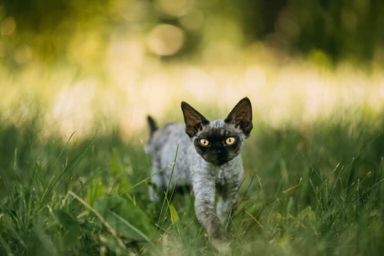 Prepare to Be Smitten! Unveiling the World's Tiniest Cat Breeds - The ...